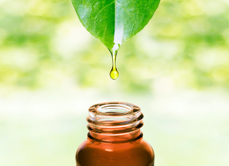 Unlock Nature's Secret: The Astonishing Benefits of Lemon Tea Tree Ess ...